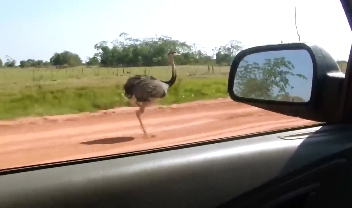 Une autruche fait la course avec une voiture ! - Petit Journal